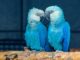 Ararinha-azul é reintroduzida na natureza após duas décadas e se torna ...